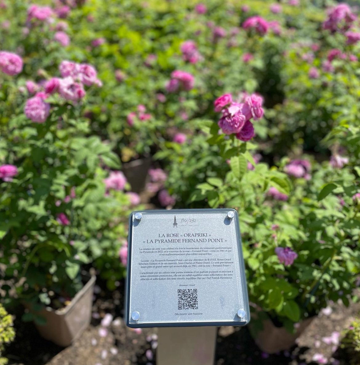 La Pyramide fait renaître la rose "Fernand Point" pour ses 200 ans